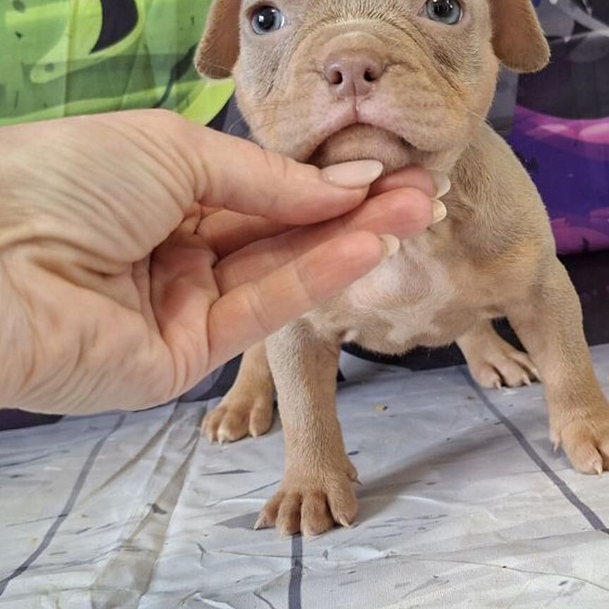 Американский булли, щенок