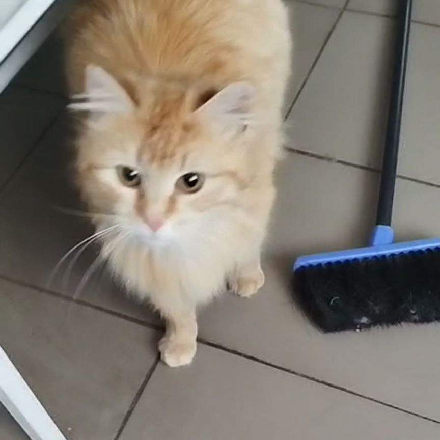 Кошечка в добрые руки