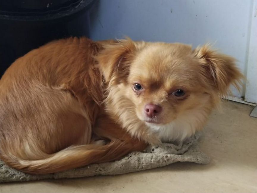 Щенки чихуахуа