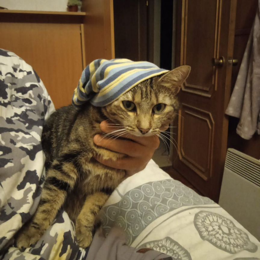 Кошка Миша в добрые руки