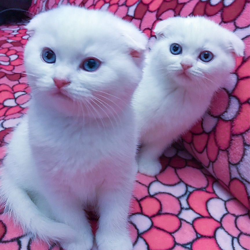 Шотландские вислоухие котята
