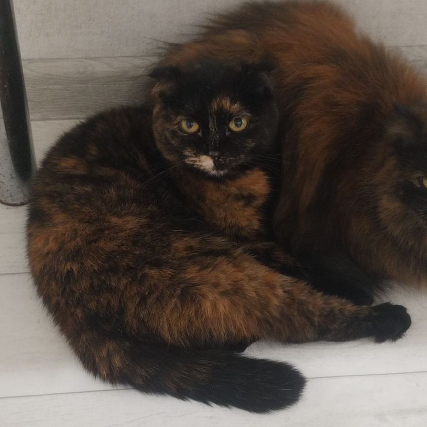 Шотландская вислоухая короткошёрстная, взрослая кошка