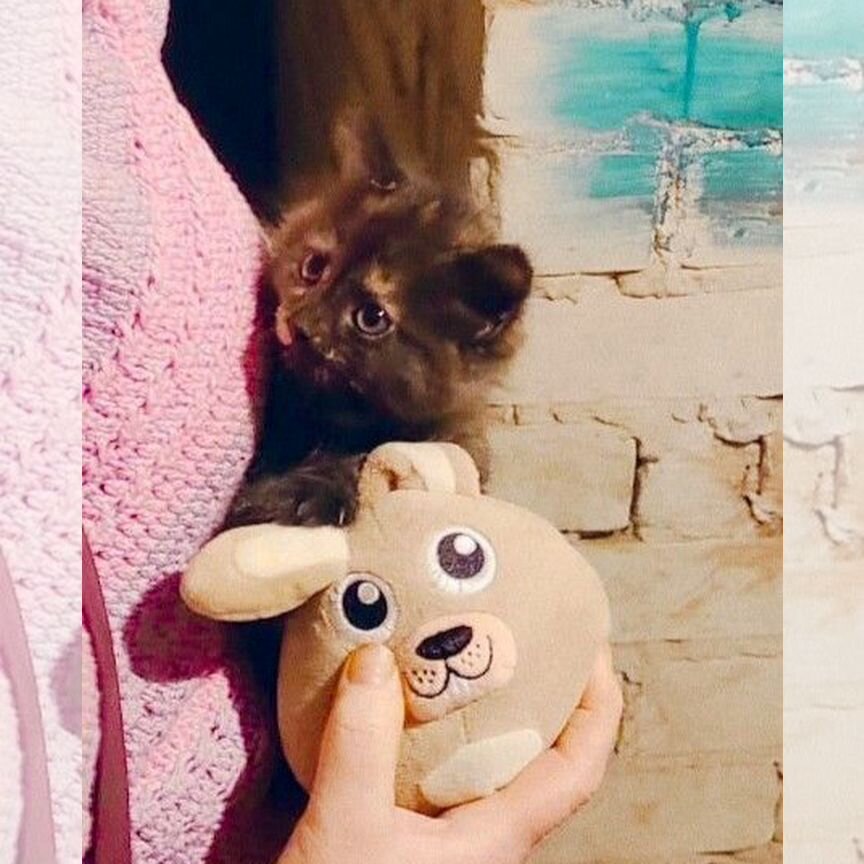 Котятки малышатки