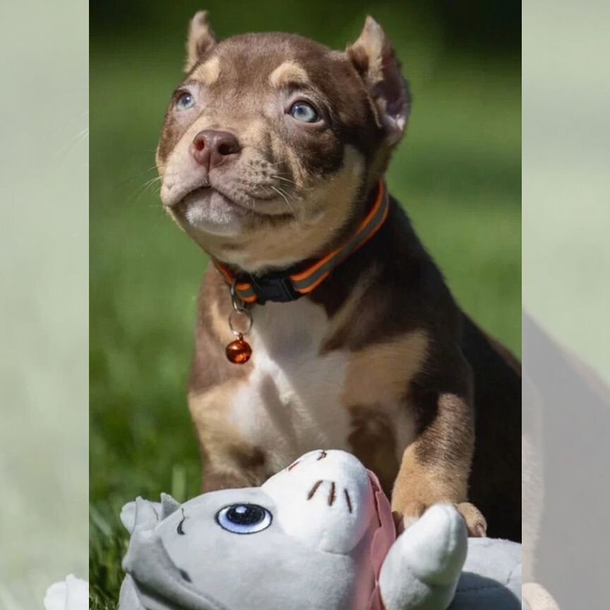 Американский булли, щенок