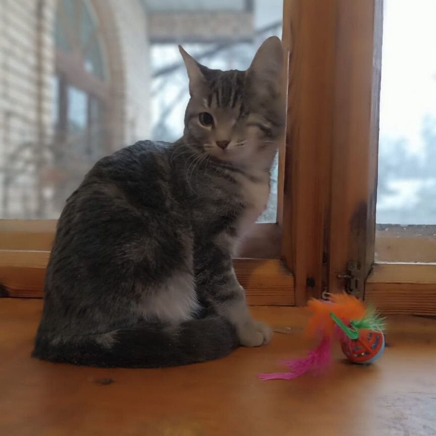 Котята в добрые руки особенный без глаза