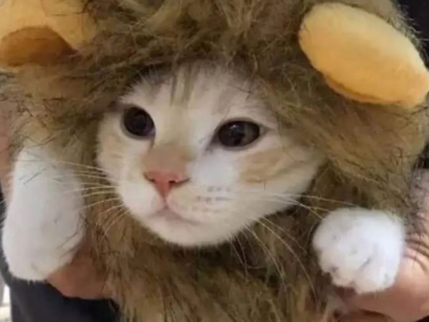 Парик, костюм, бабочки для малышей и животных