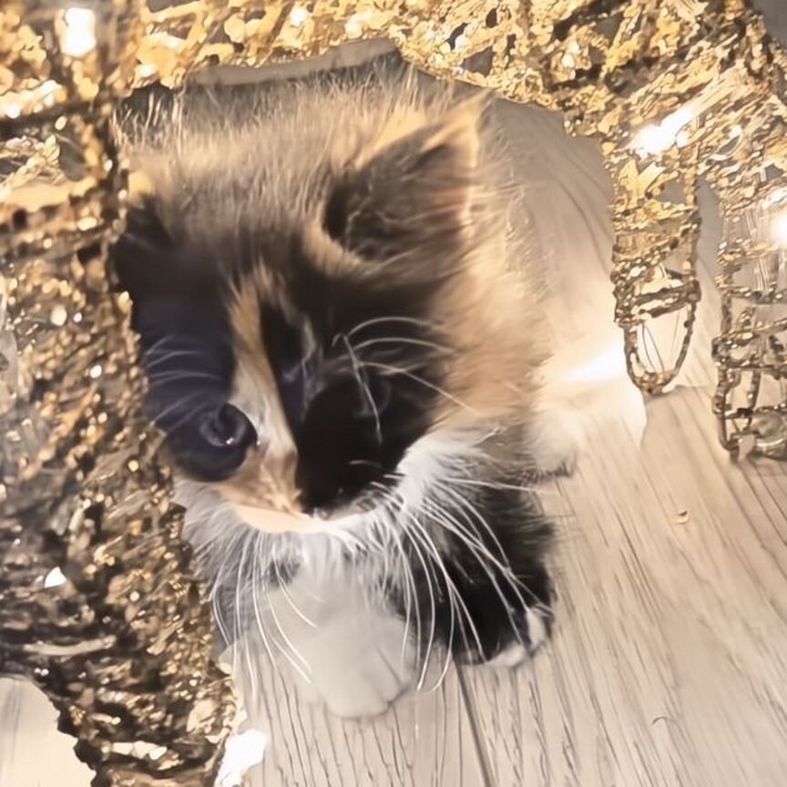 Котёнок в добрые руки