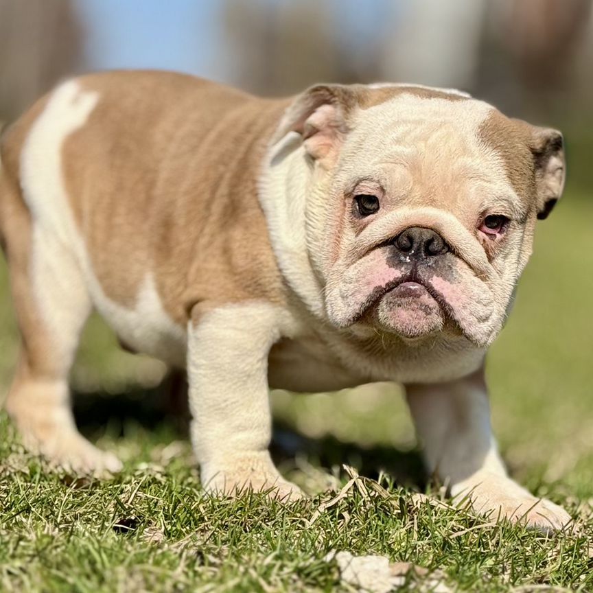 Английский бульдог, щенок