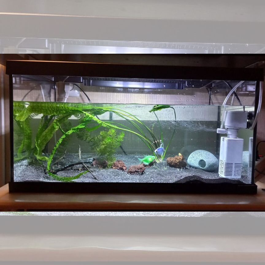 Аквариум с рыбками