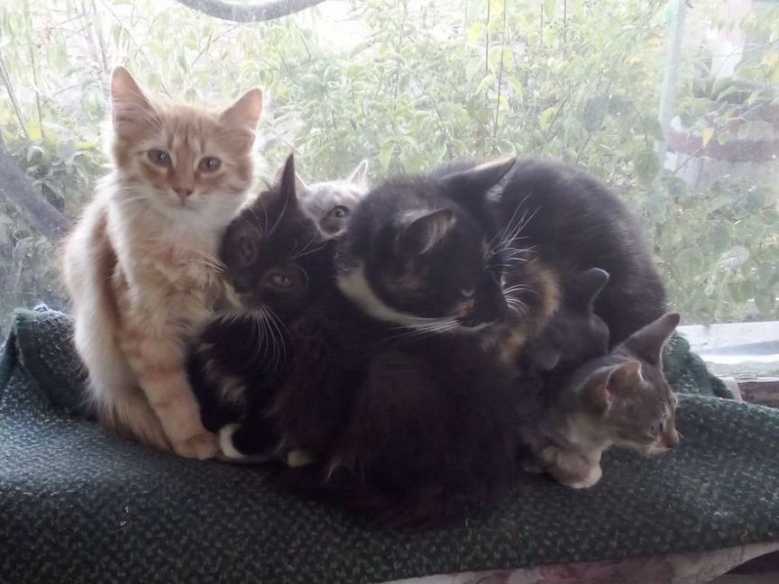 Котята в добрые руки