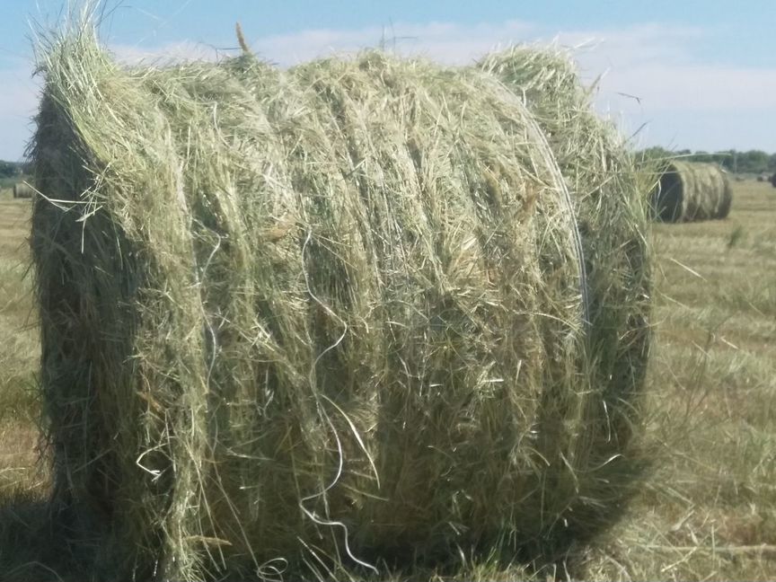 Продам сено в тюках