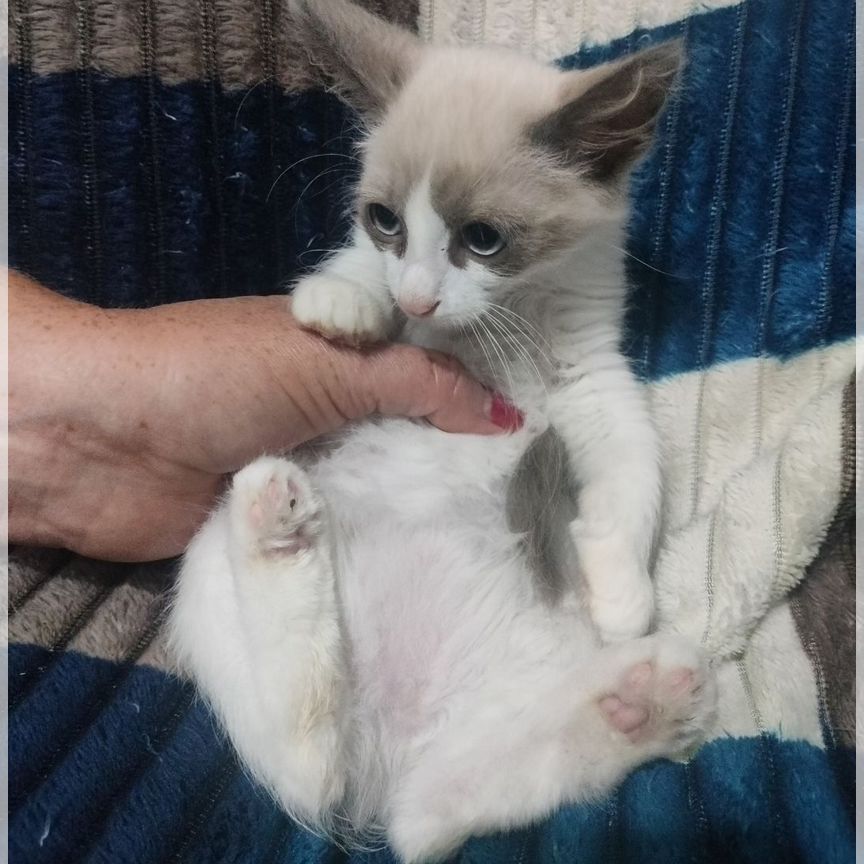 Котята отдам бесплатно