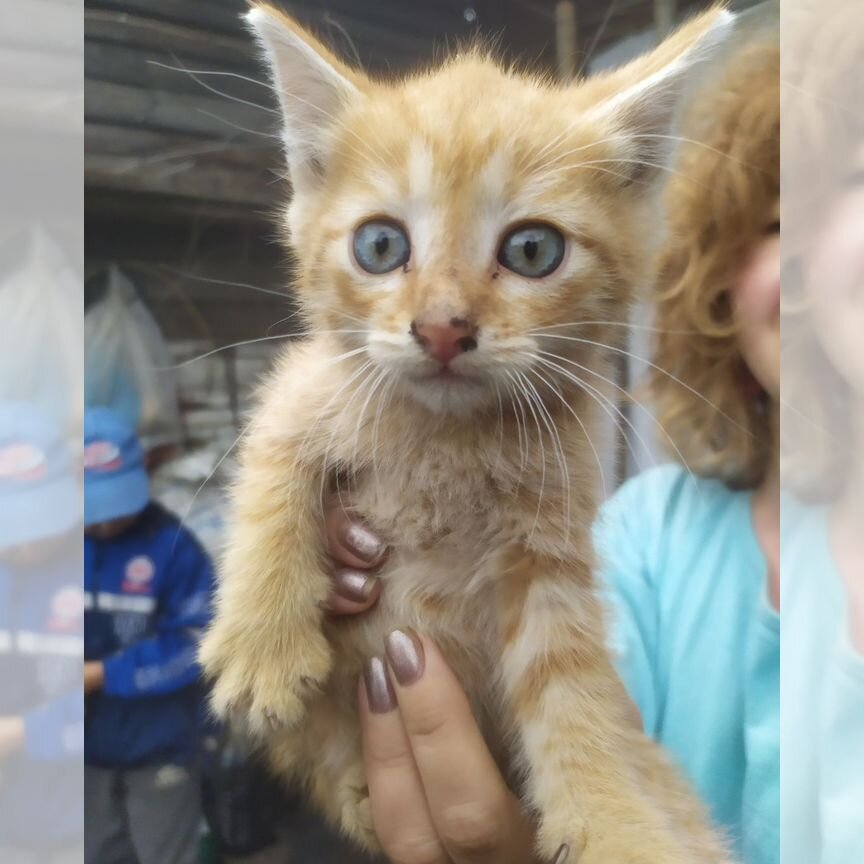 Котёнок в добрые руки