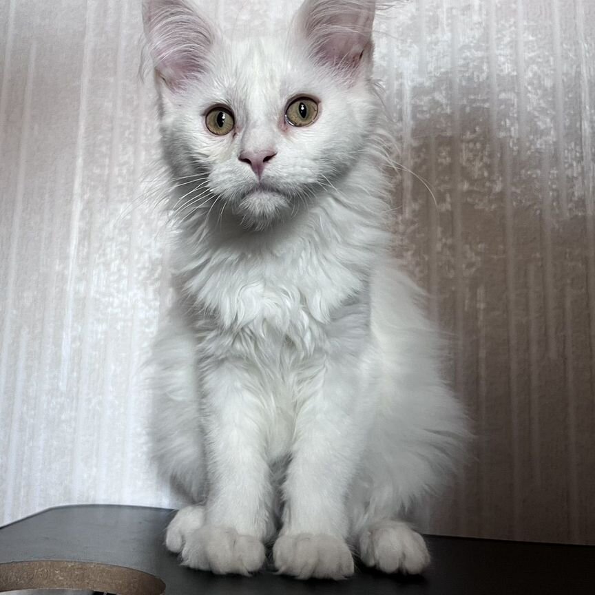 Мейн-кун котёнок