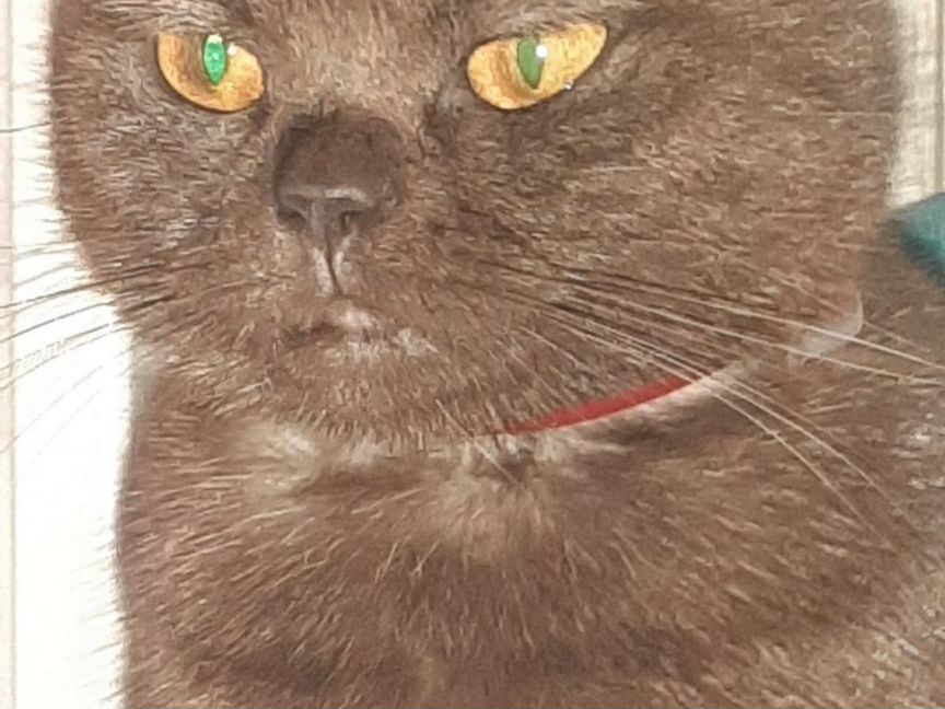 Шатланская кошка