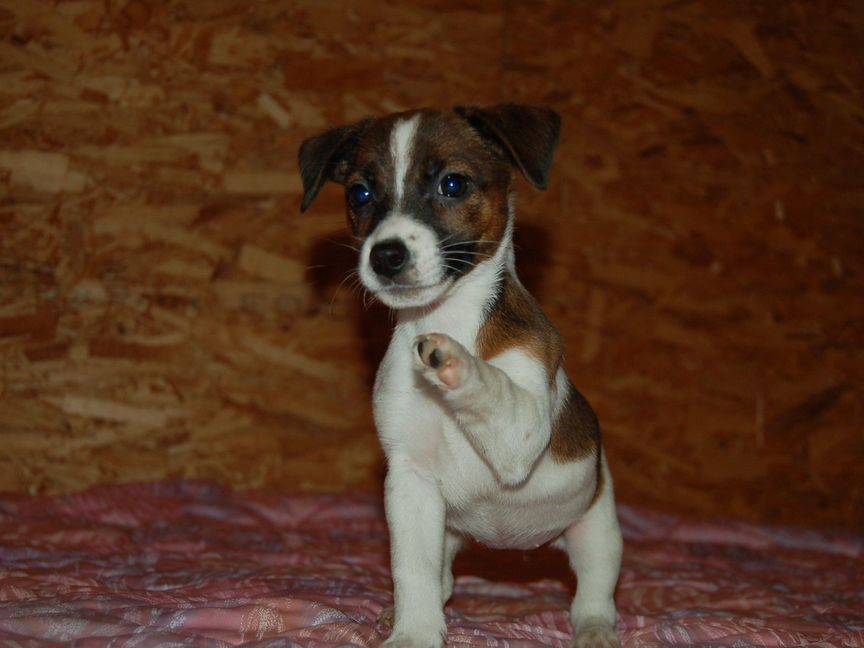 Детишки Джеки в Заботливые ручки)