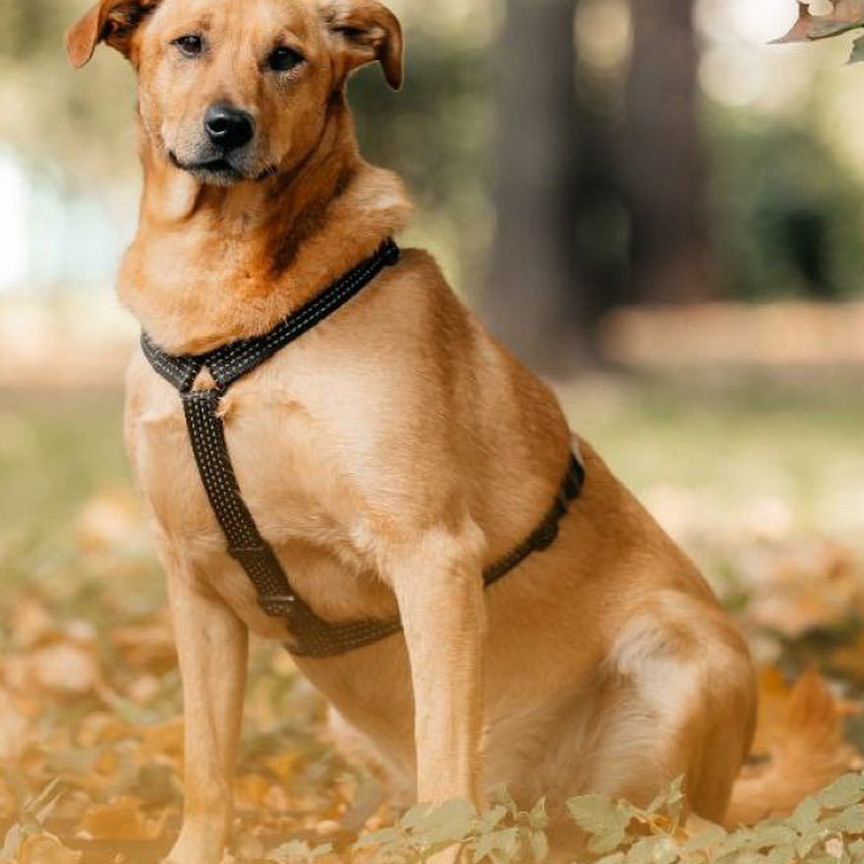 Взрослый пёс в добрые руки