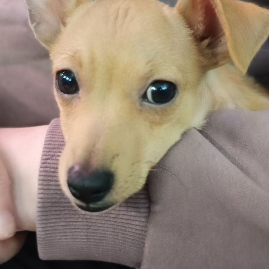 Собака Той-Терьер