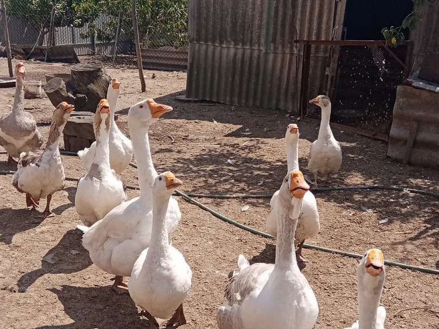 Продажа гусей
