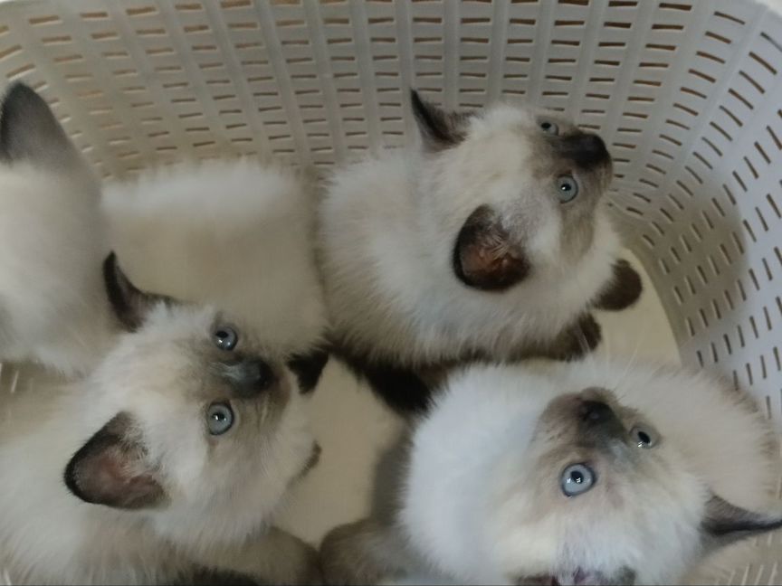 Сиамские котята