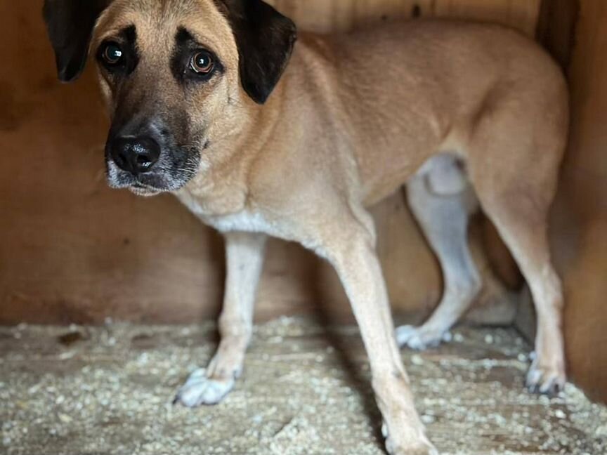 Собака пропадает в приюте