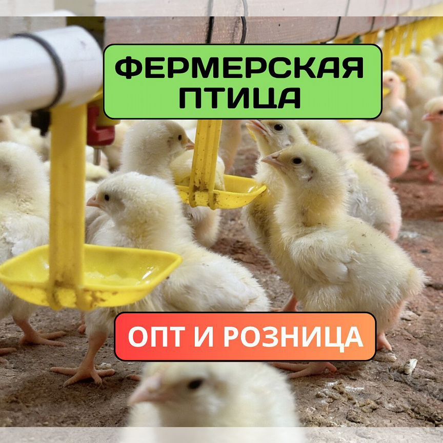 Цыплята подрощенные,цыплята бройлеры кобб 500