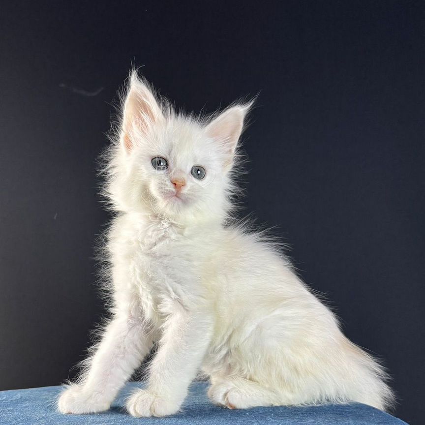 Мейн-кун котёнок