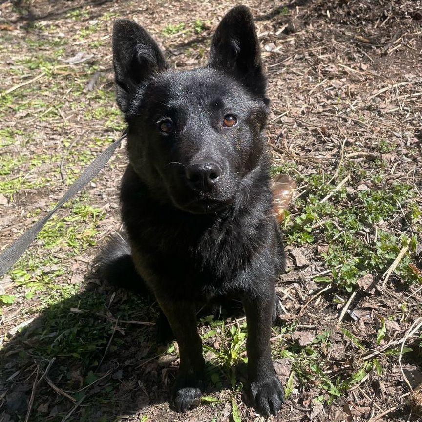 Лайка, щенок