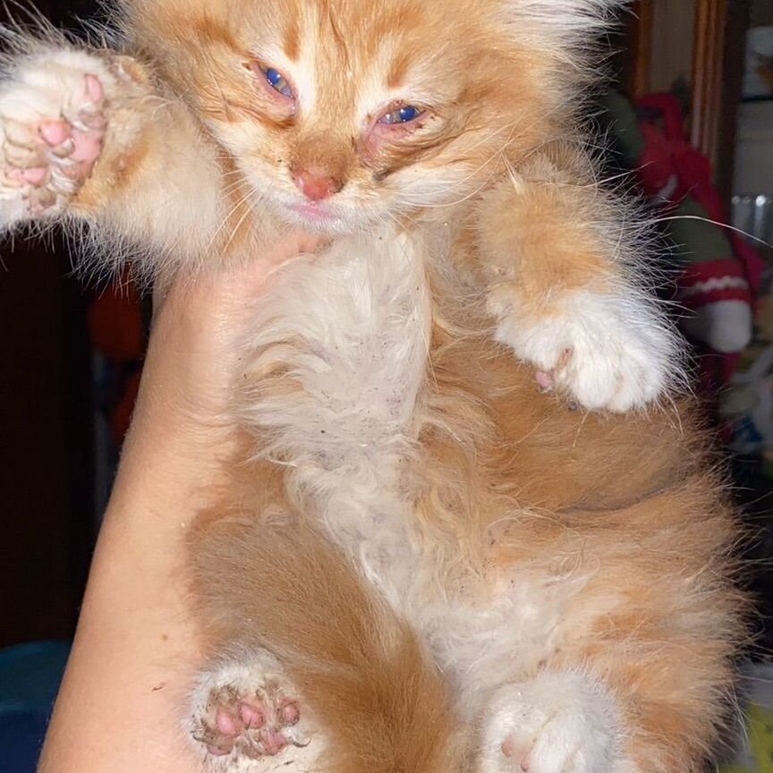 Рыжий котёнок девочка