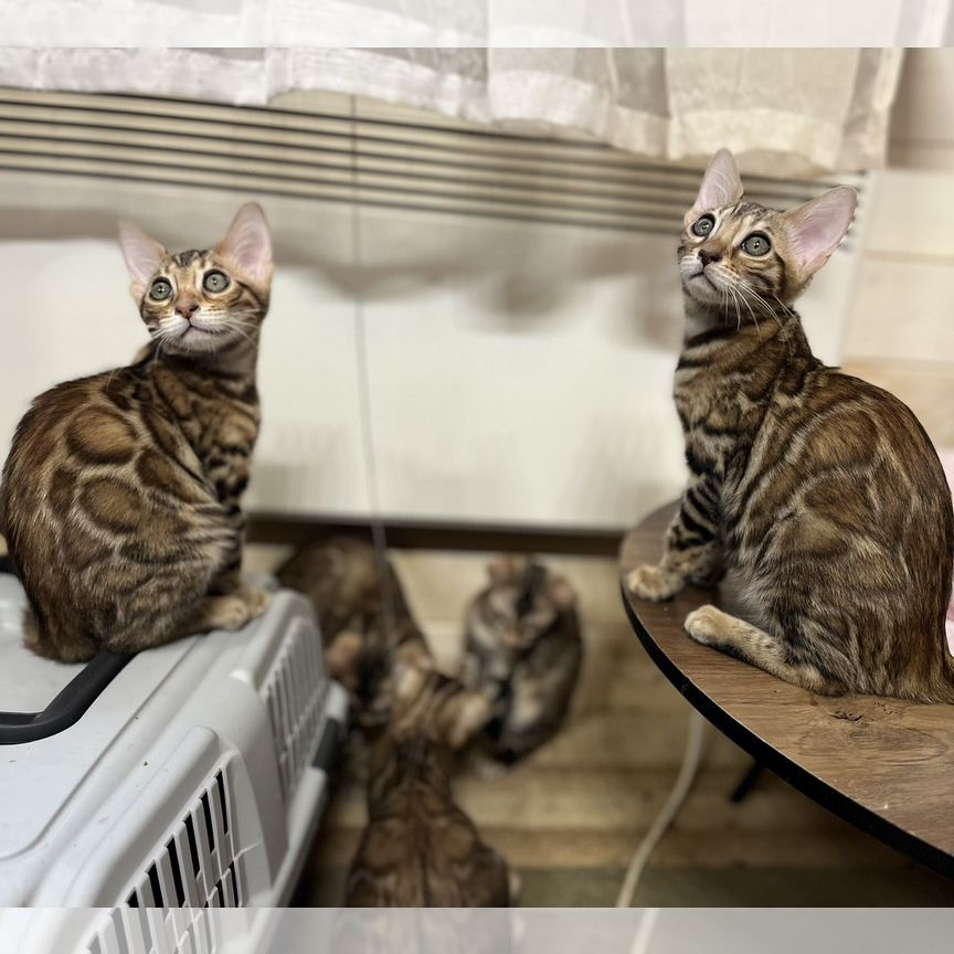 Бенгальские котята с документами