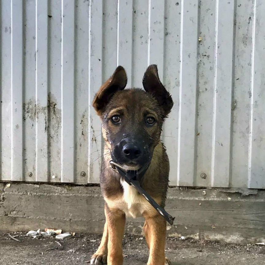 А ушки у мальчишки крутые