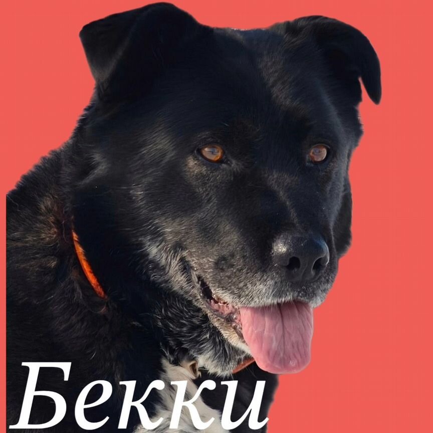 Взрослая собака в добрые руки