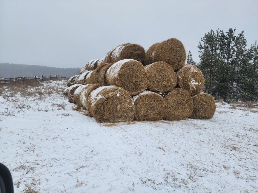 Солома пшеничная в тюках