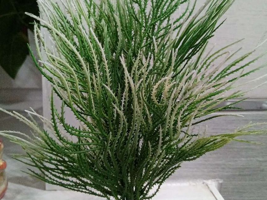 Водоросли для аквариума