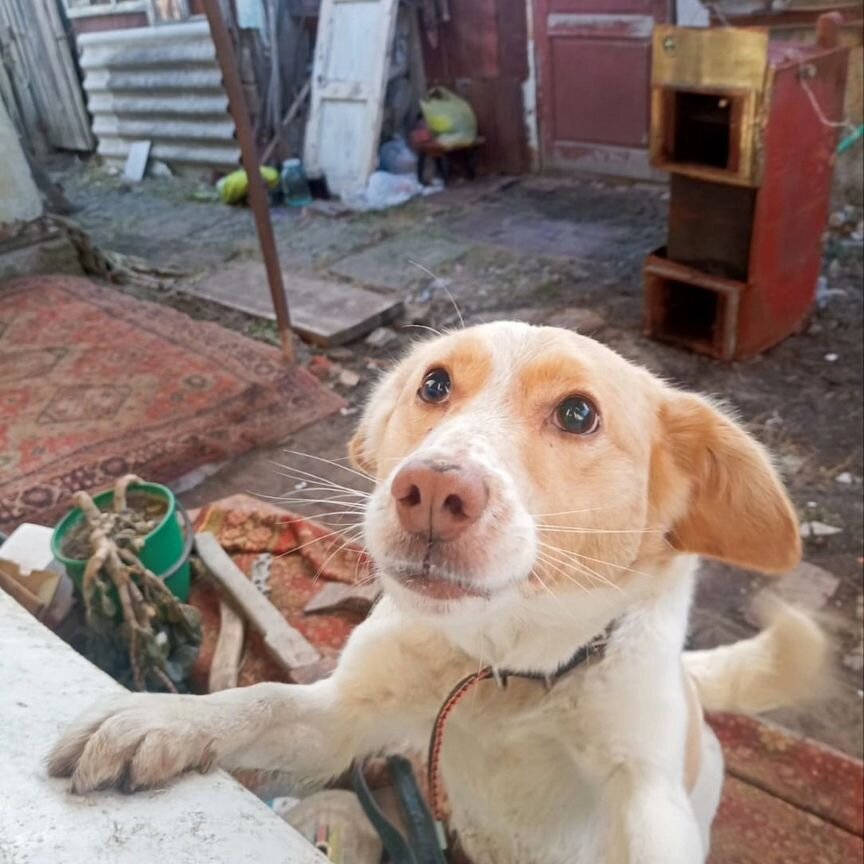 Собака дворняжка мальчик