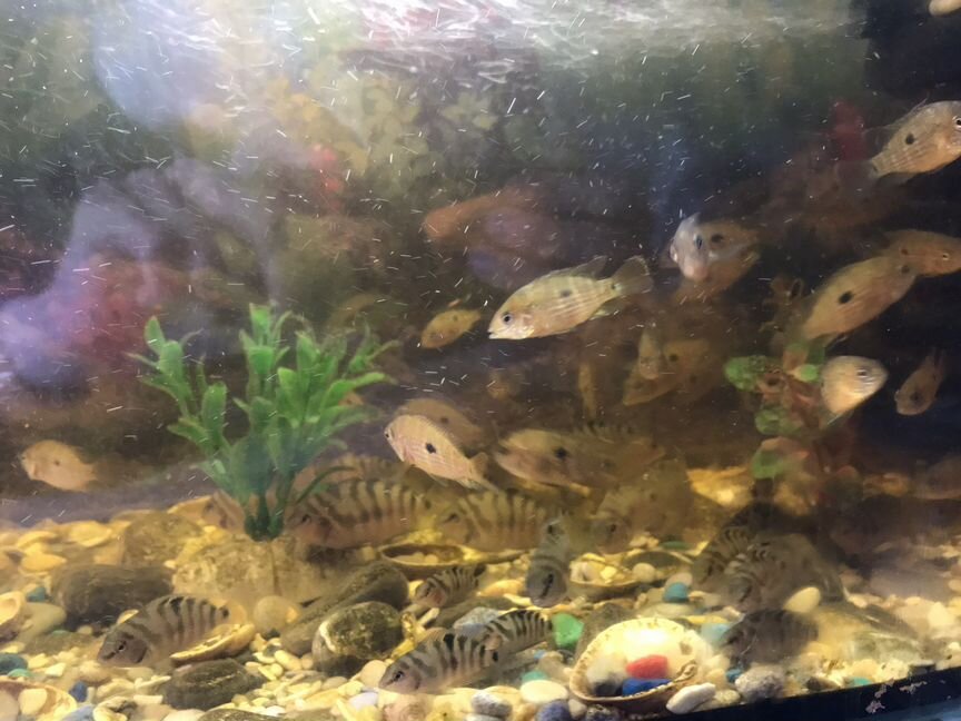 Акара, Полосатики