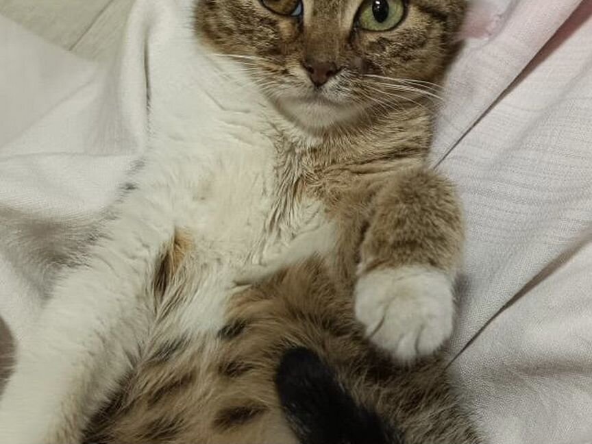 Котенок кошка табби европейская в добрые руки