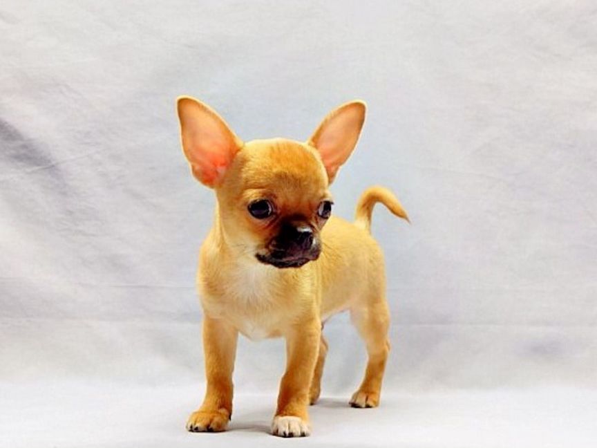 Мальчик ярко рыжий