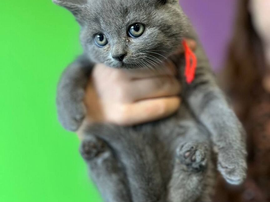 Шотландские котята