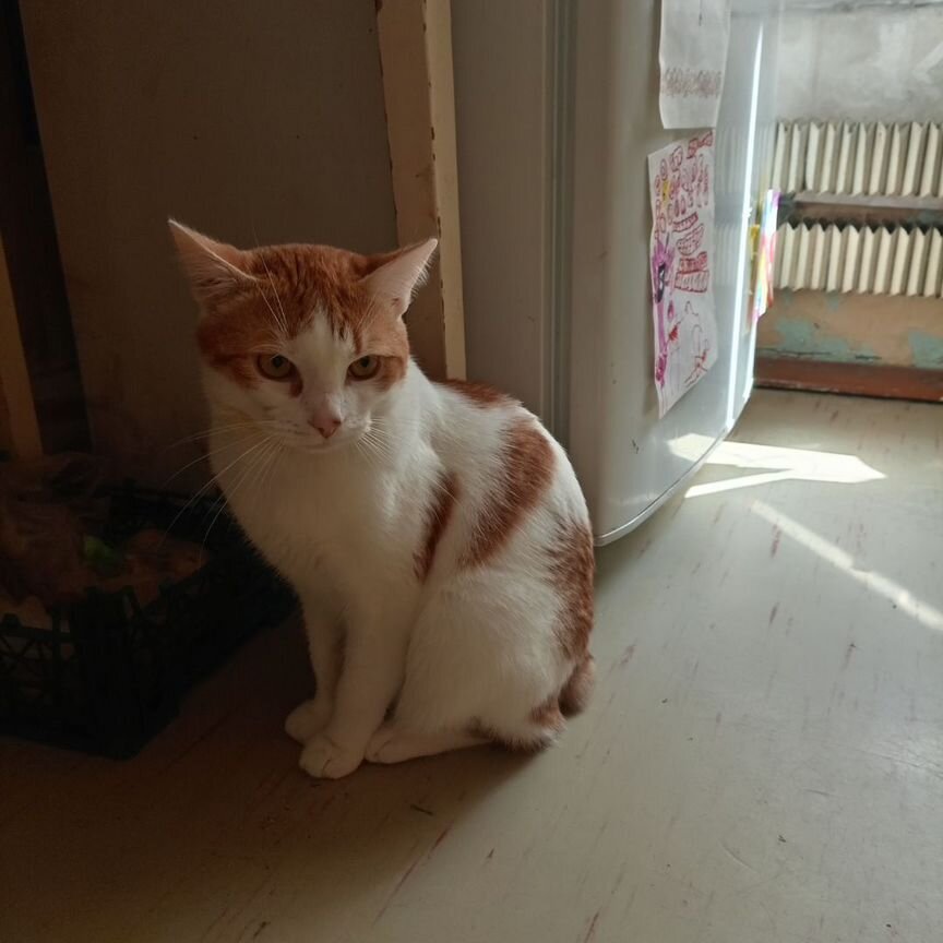 Кот