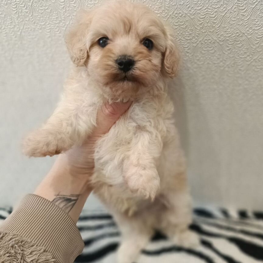 Мальтипу, щенок