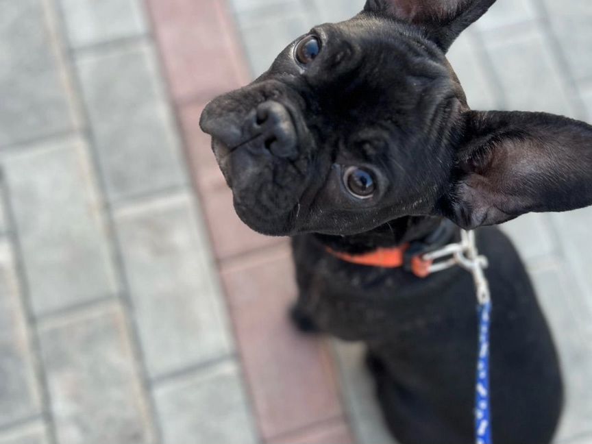 Французский бульдог девочка вязка