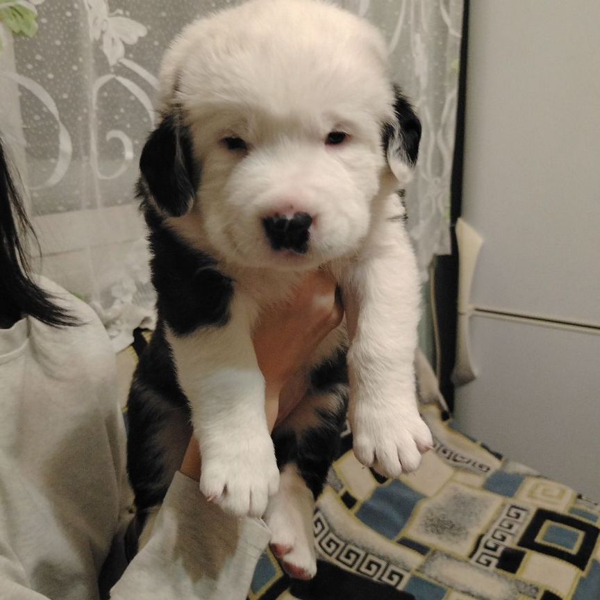 Сенбернар, щенок