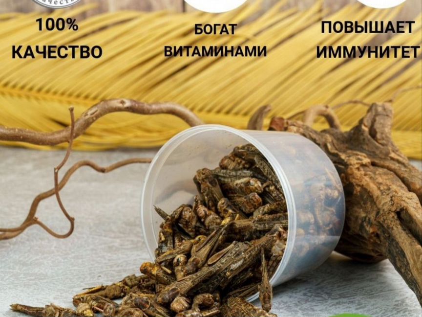 Кузнечики сушёные