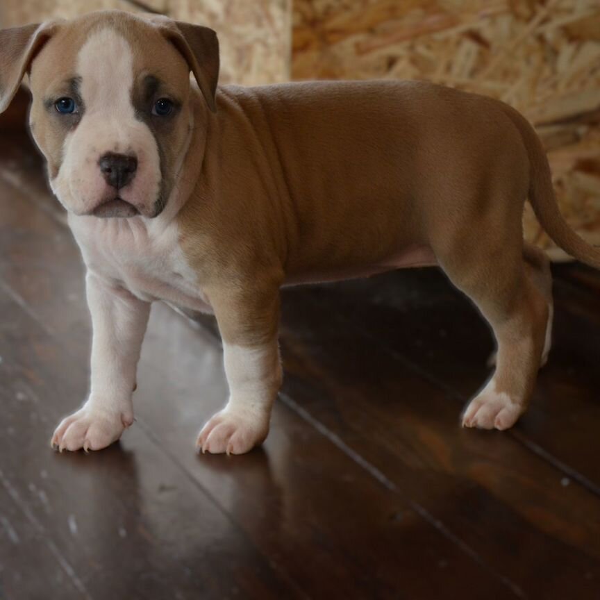 Щенки Амстаффа