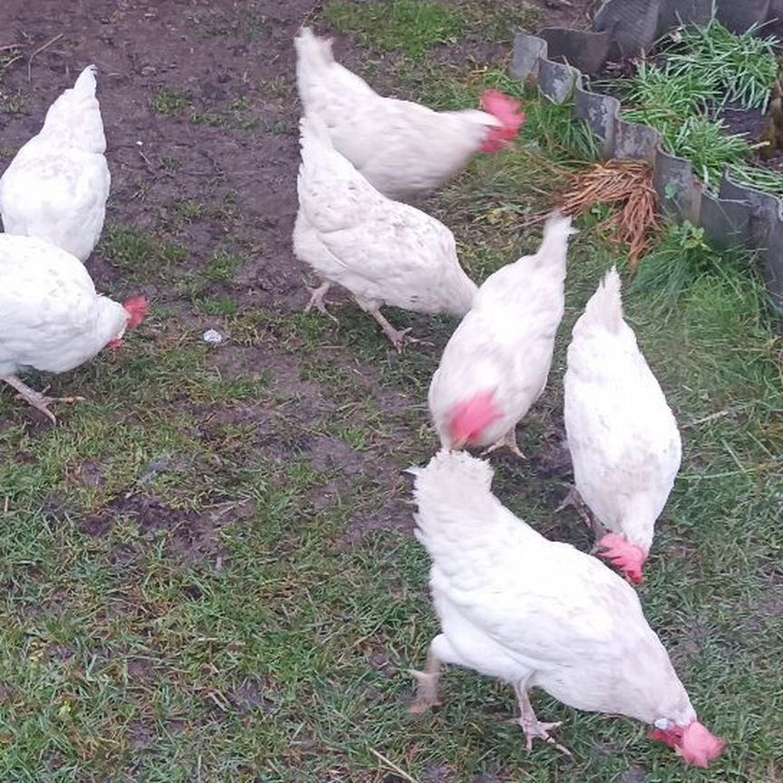 Куры несушки