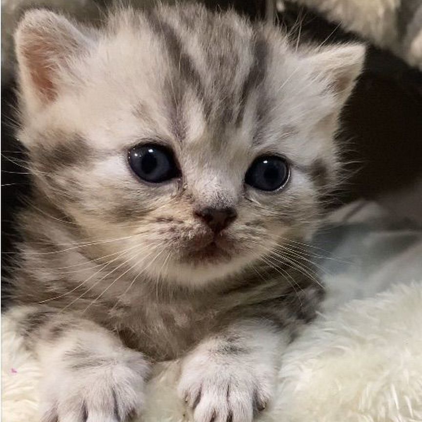 Котята шотландской вислоухой кошки