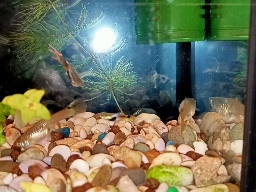 Отдам улиток мелании