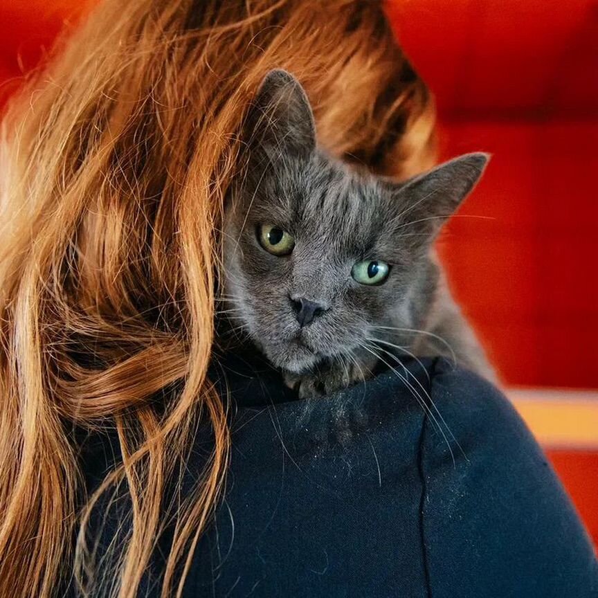 Котик Шерлок из приюта бесплатно в добрые руки