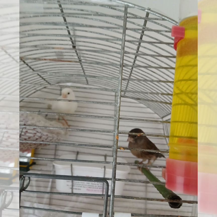 Кенар поющий